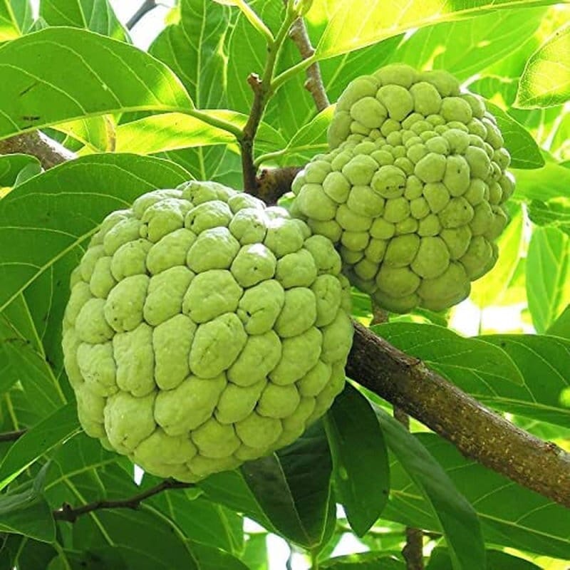 Annona Squamosa Tropical Fruit Tree - 25 Seeds - Sugar Apple, Sweetsop ...