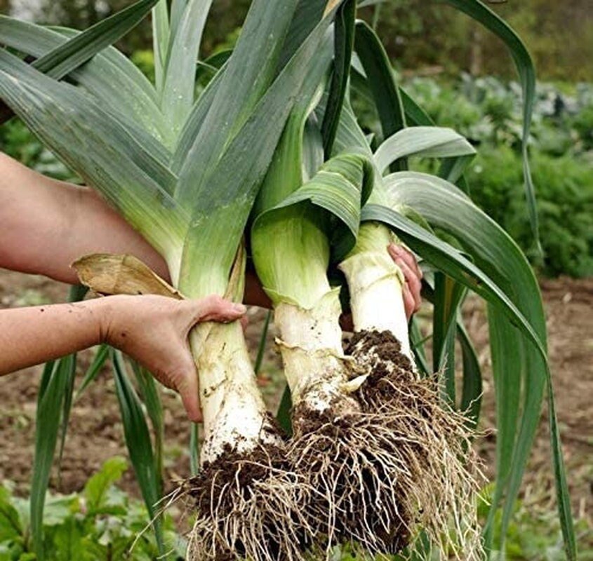 Autumn Giant Leek Onion - 300 Seeds | South Mountain Nursery