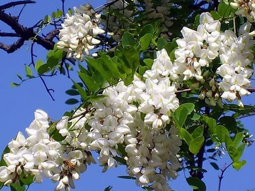 Black Locust False Acacia Tree - 50 Seeds - Robinia Pseudoacacia ...