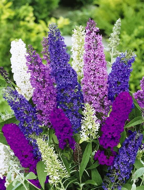 Butterfly Bush Giant Mix- Buddleia davidii - Perennial Flowers for ...