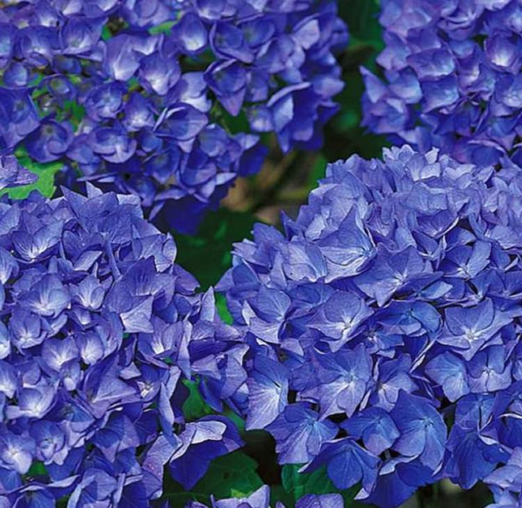 Dark Blue Hydrangea Seeds - Beautiful Attractive Showy and Hardy ...