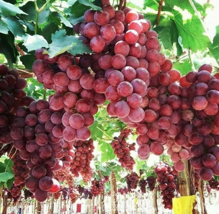 Giant Red Globe Heirloom Grape Seeds - Non GMO - Sweet Fruit | South ...