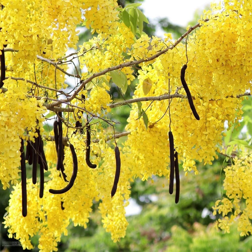 Golden Shower Tree - 10 Seeds - Purging Cassia Fistula Indian Laburnum Pudding-Pipe Tree | South ...