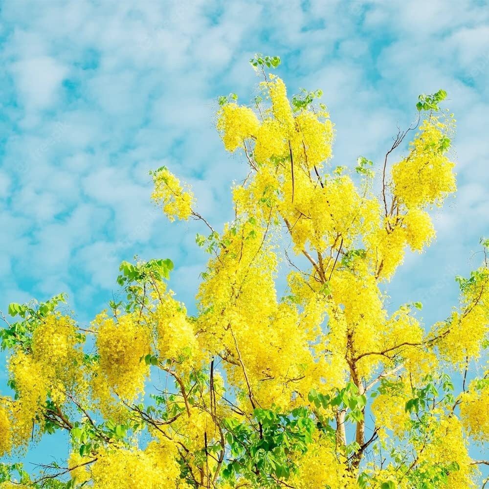 Golden Shower Tree - 10 Seeds - Purging Cassia Fistula Indian Laburnum Pudding-Pipe Tree | South ...