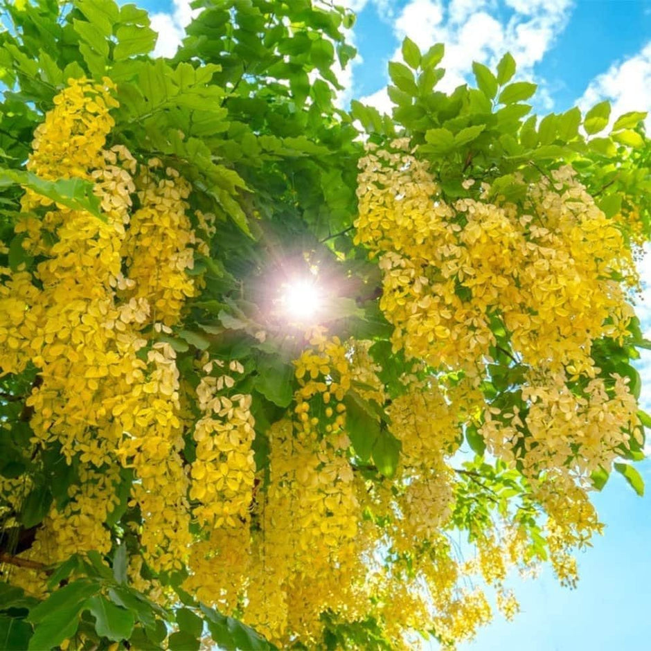 Golden Shower Tree - 10 Seeds - Purging Cassia Fistula Indian Laburnum Pudding-Pipe Tree | South ...