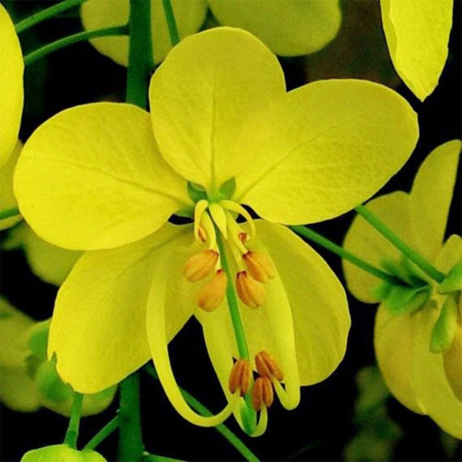 Golden Shower Tree - 10 Seeds - Purging Cassia Fistula Indian Laburnum Pudding-Pipe Tree | South ...