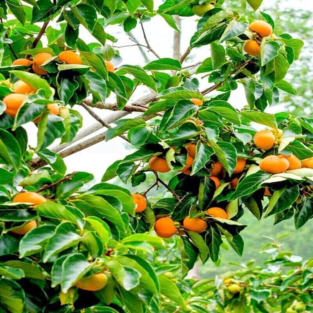 Japanese Persimmon Tree - 10 Seeds - Diospyros Edible Fruit | South ...