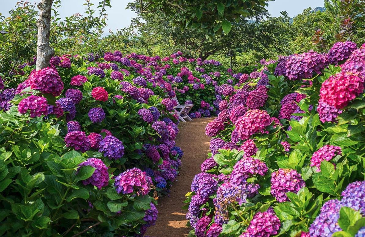 Mixed Hydrangea Seeds - Giant Beautiful Shrub and Hardy Perennial ...