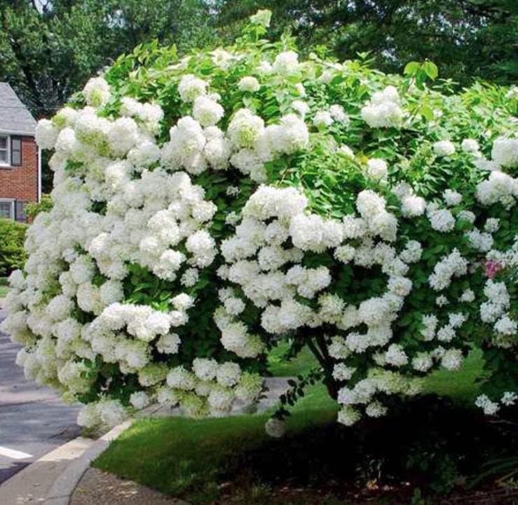 Pee Gee Hydrangea Seeds - Beautiful Attractive Showy and Hardy ...