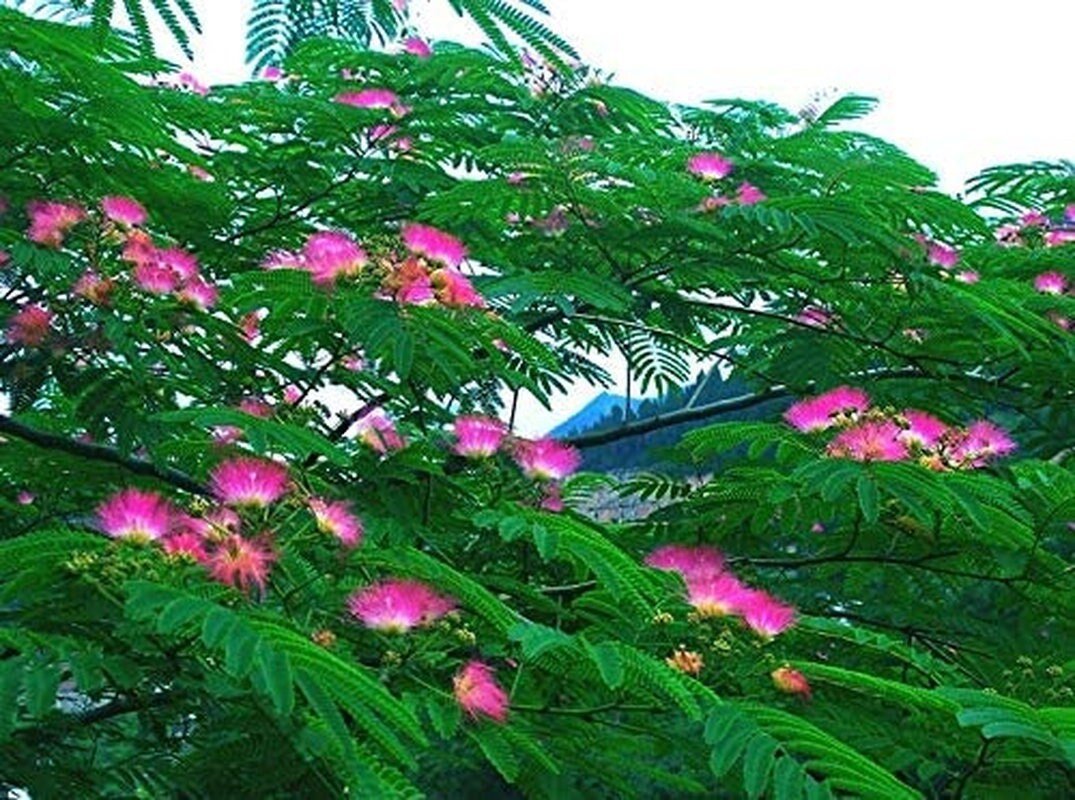 Pink Albizia Julibrissin Tree - 20 Seeds - Mimosa Tree, Silk Tree ...