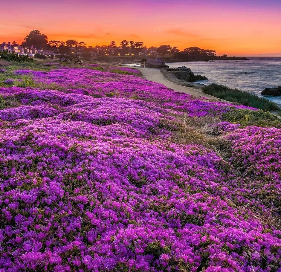 Purple Magic Creeping Thyme Seeds - Easy-Grow, Fragrant Ground Cover ...