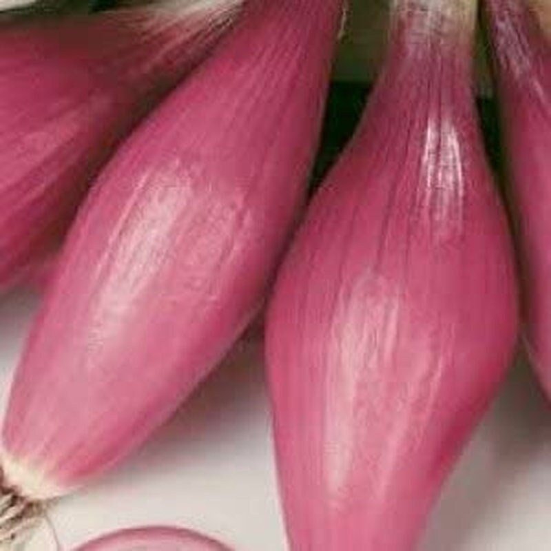 Rossa Lunga Torpedo Onion - 200 Seeds - Heirloom Italian Variety ...