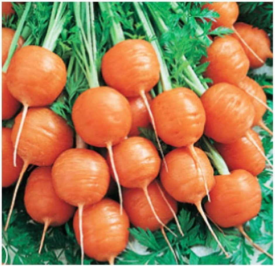 Round Parisian Carrots - 500 Seeds | South Mountain Nursery
