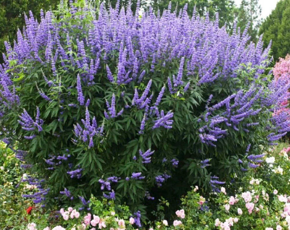 Vitex Angus - Chaste Tree, Purple Flowers | South Mountain Nursery