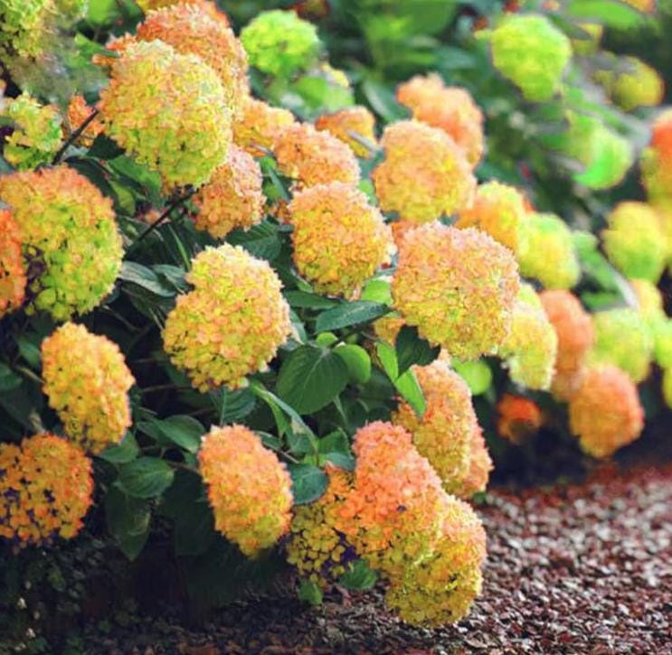 Yellow Hydrangea Seeds - Beautiful Attractive Showy and Hardy Perennial ...